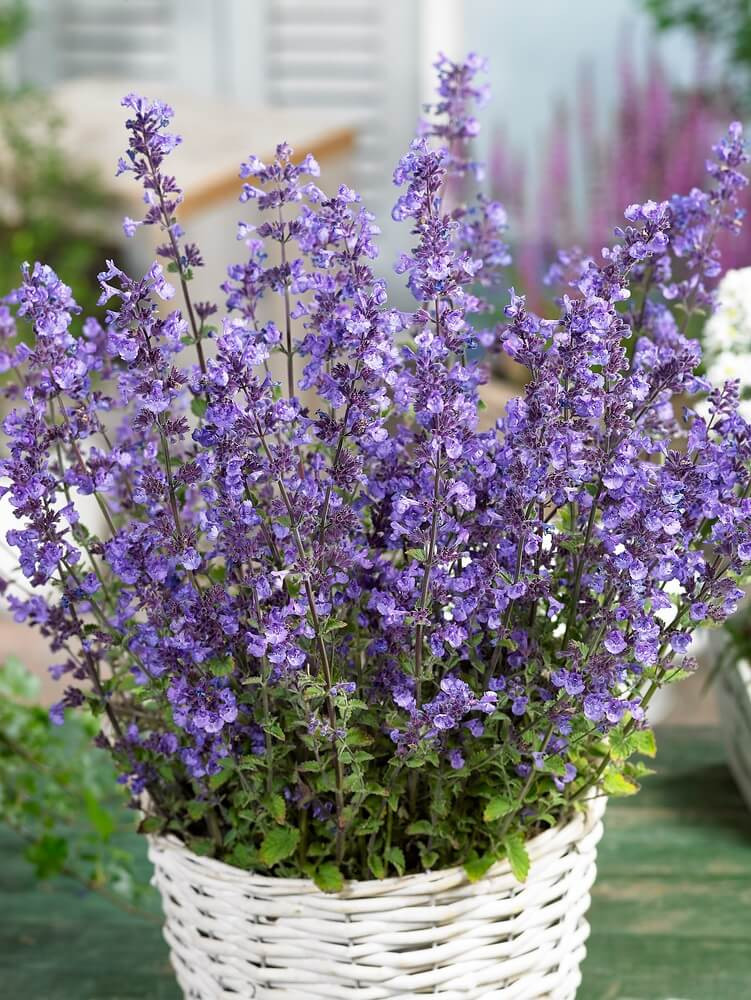 Nepeta x faassenii 'Kit Kat' , Kocúrnik záhradný, K9