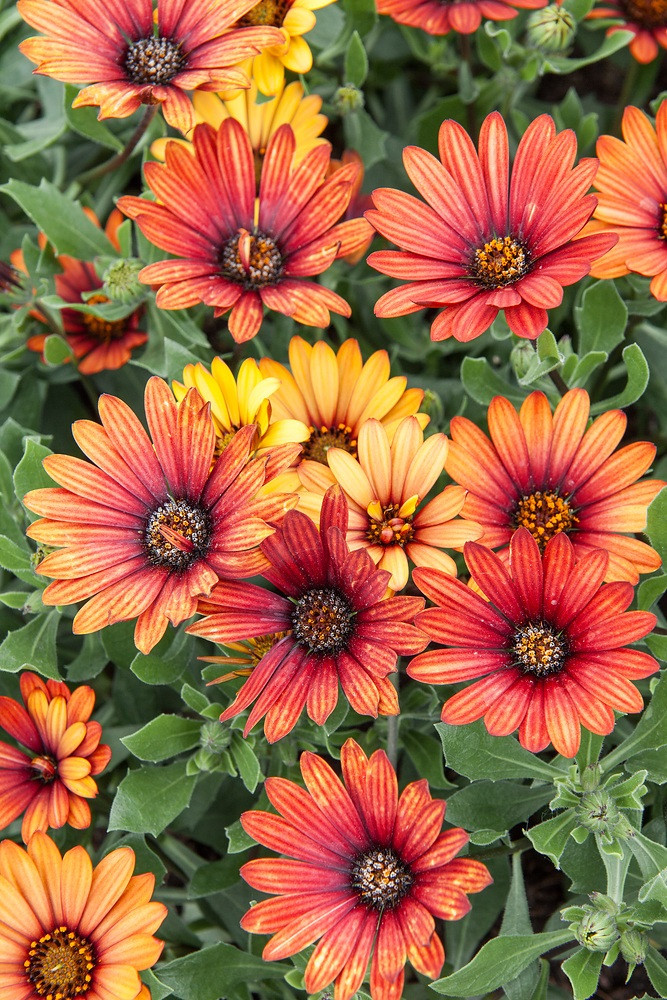 Osteospermum ´Zanzibar Firework Red´ , Osteospermum, bal. 3 ks, 3x K7