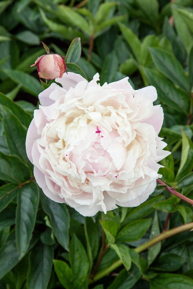 Paeonia ´Avalanche´ , Pivónia, C1,5