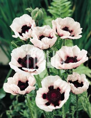 Papaver orientale ´Perry´s White´, I.