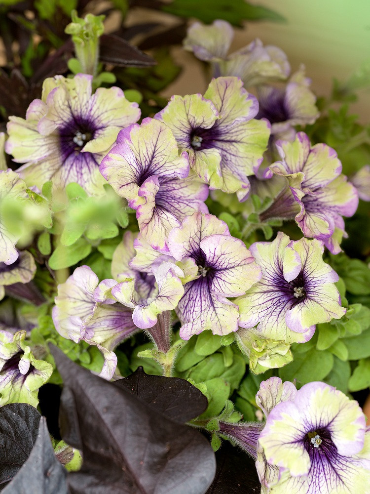 Petunia Amazonas ™ ´Plum Cockatoo´ , Petúnia, K7