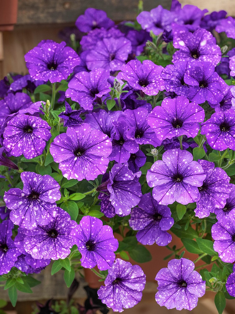 Petunia Splash Dance ® Moon Walk , Petúnia, bal. 3 ks, 3x K7