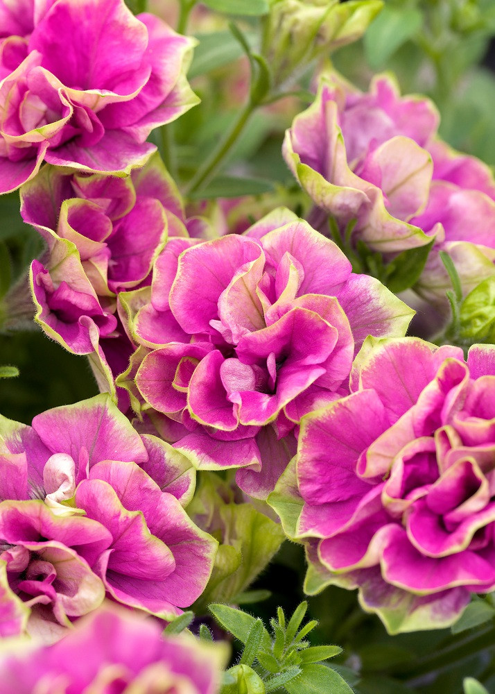 Petunia x atkinsiana ´Tumbelina® Darcey Rosa´ , Petúnia plnokvetá , bal ...