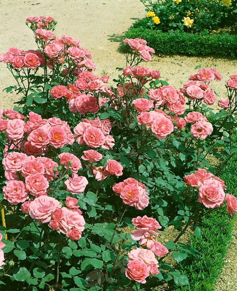 Rosa ´Tom-Tom´ , Ruža mnohokvetá, krík, BK