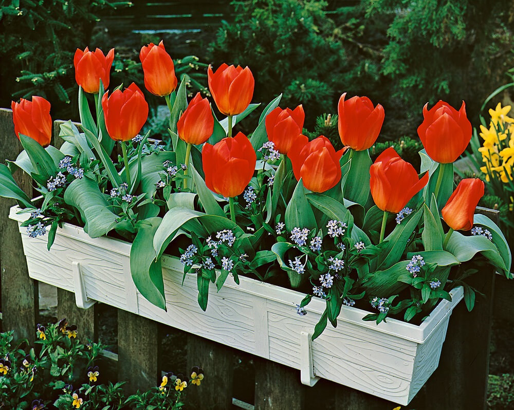 Tulipa ´Princeps´ , Tulipán, bal. 5 ks, 12,+