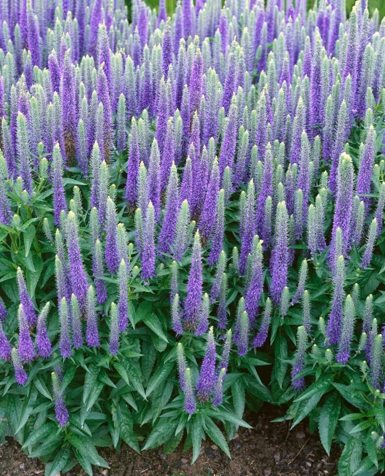 Veronica spicata ´Ulster Dwarf Blue´ , Veronika klasnatá, C1