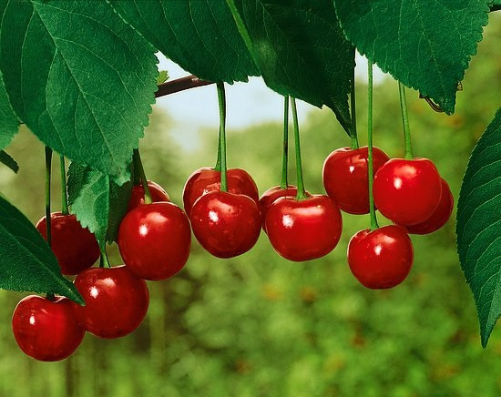 Prunus cerasus ´Favorit´ , Višňa, Colt
