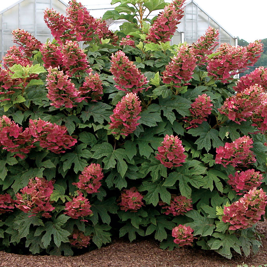 Hydrangea quercifolia ´Amethyst´ , Hortenzia dubolistá, 90-120 cm, C10
