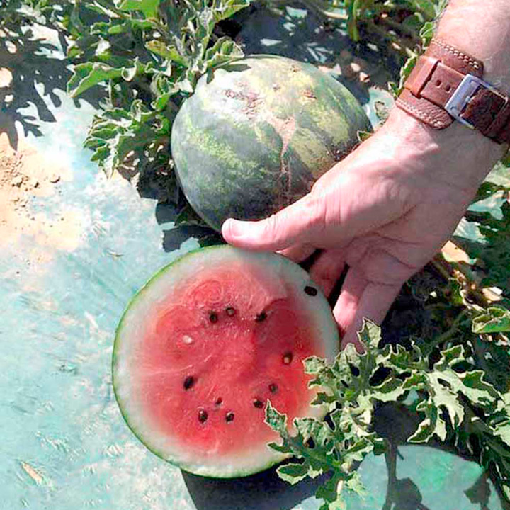 Melón ´Mini Love F1´, štepená r., K11