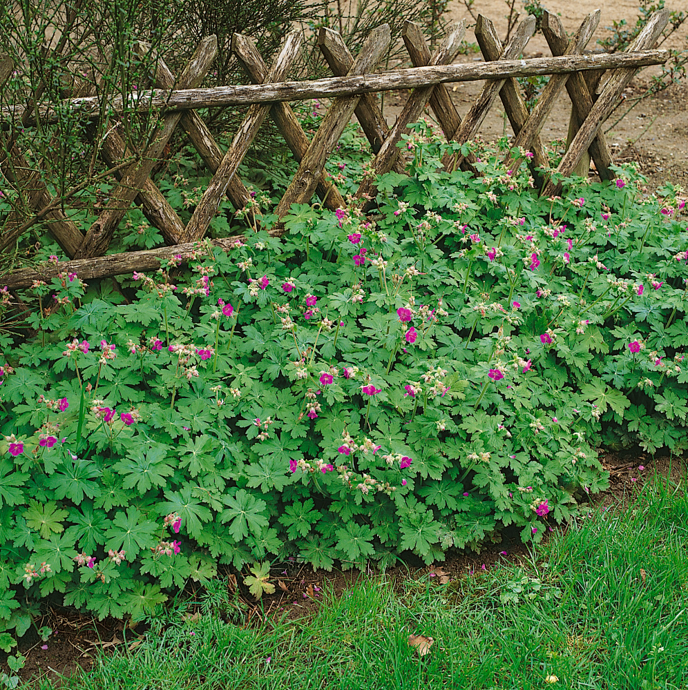 Geranium cantabrigiense ´Karmina´, Pakost tmavoružový, K9