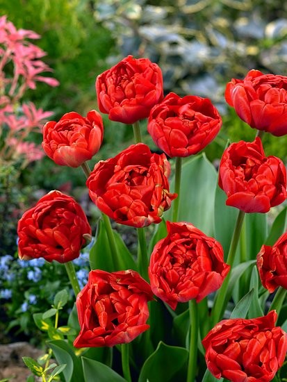 Tulipa ´Miranda´ , Tulipán, bal. 5 ks, 11,12