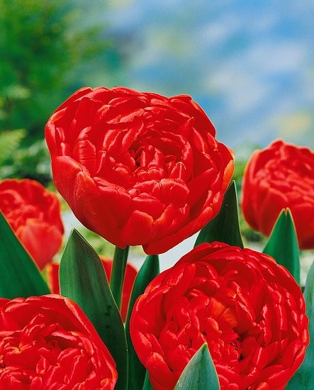 Tulipa ´Miranda´ , Tulipán, bal. 5 ks, 11,12