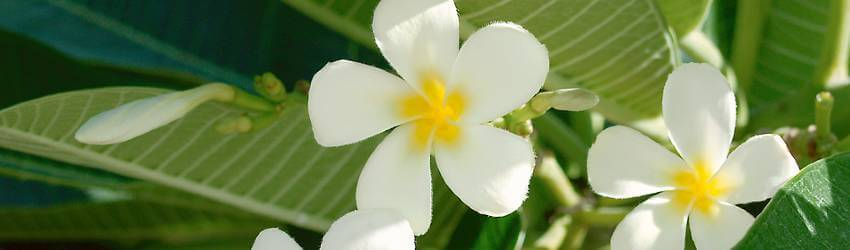 Blog o pestovaní rastlín, tipy a návody | rastlinky.sk