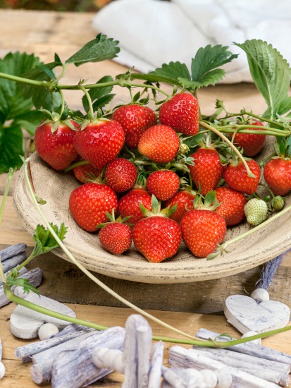 Frigo sadenice jahôd | rastlinky.sk